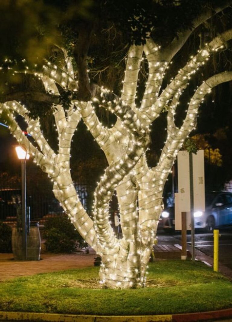 Tree Lighting In San Diego | Wrap And Highlight Like A Pro